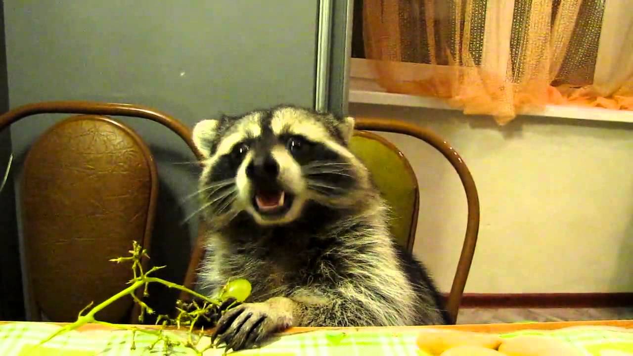 Un mapache comiendo uvas - Diario Nocturno